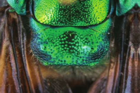 Scutellum Of Exaerete Kimseyae Sp N In Dorsal View Download