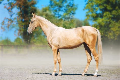 Akhal Teke The Golden Horse Cavvalure Journal Volume 6