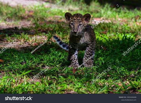 Indochinese Leopard