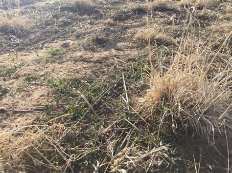 Cheatgrass Management At First Creek Studiocpg