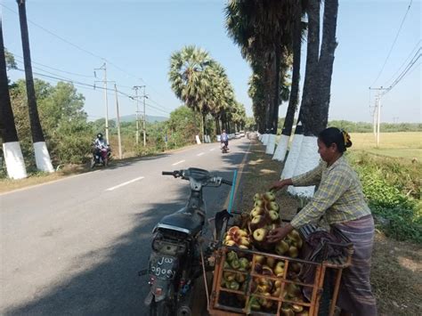 ကျိုက်မရော ဒေသထွက် ထန်းသီးများ ပေါ်ဦးပေါ်ဖျား စျေးကောင်းရရှိ၍ မိသားစုဝင