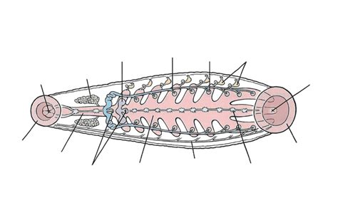 Leech Diagram Premium Vector Leech Silhouette Design Medicine Worm
