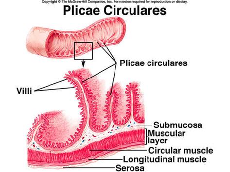 Microhistology Of Jejunum Ileum And Large Intestine Flashcards Quizlet