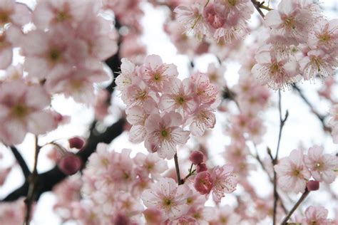 江城春樱盛 白云黄鹤归樱花武汉赏樱