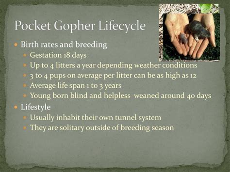 Ppt Pocket Gopher Powerpoint Presentation Free Download Id1600532