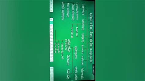 Class 12 Special Method Of Reproduction In Angiosperm 🌺🌹 Youtube