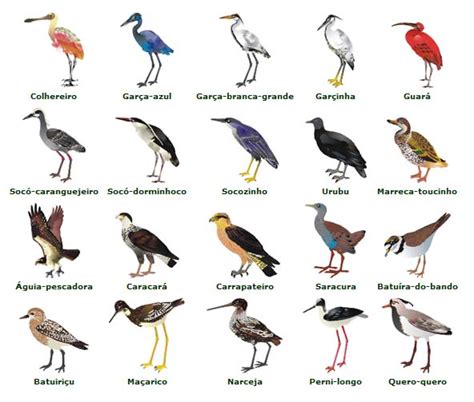 Imagens Ilustrativas De Diversas Aves