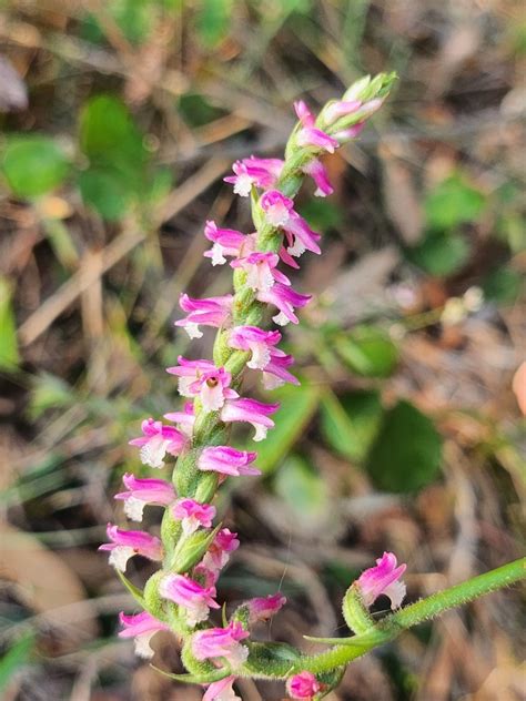 Austral Ladies Tresses In October 2023 By Oliver Spnović · Inaturalist
