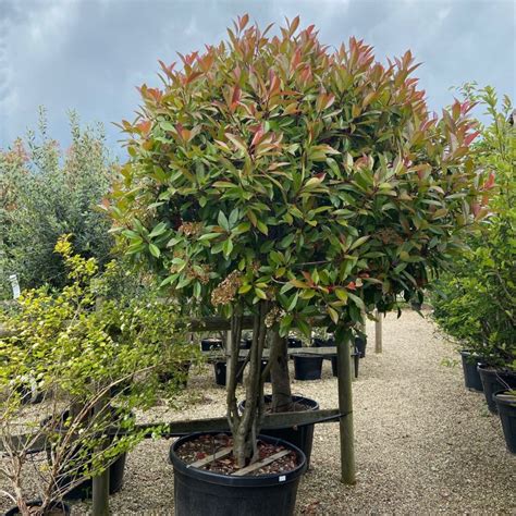 Why Choose Multi Stem Trees The Big Plant Nursery