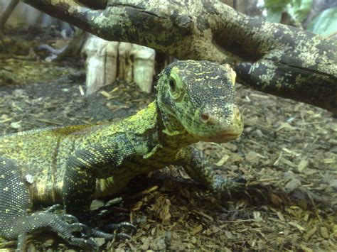 Parthenogenesis Virgin Births In Nature Owlcation