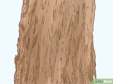 3 Ways To Identify An Elm Tree Wikihow