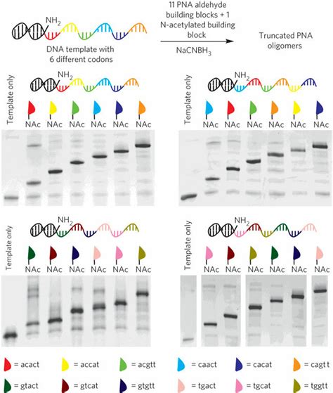 Sequence Specific Dna Templated Pna Polymerization Using All 12