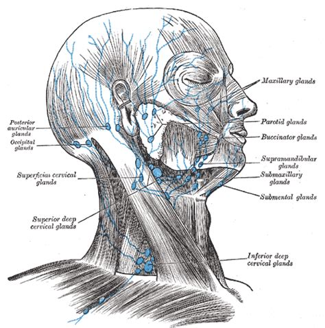Lymphonodi Retroauriculares Wikipedia