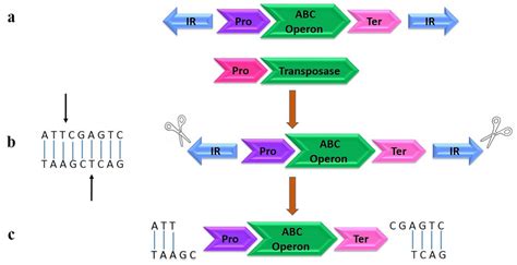 Integration Of The Abc Operon Involved In Pha Biosynthesis Into The