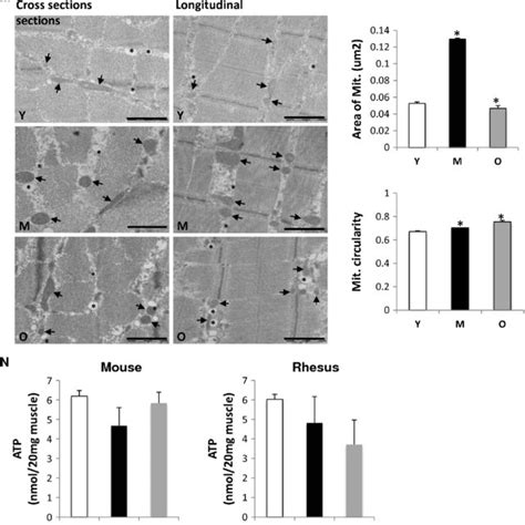 Nutrient Sensing Signaling Pathway Is Deregulated Across Species With Download Scientific