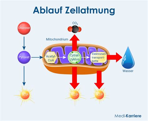 Zellatmung Definition Formel Bilanz Und Ablauf