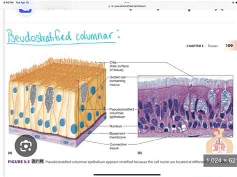 Anatomy Final Exam Flashcards Quizlet