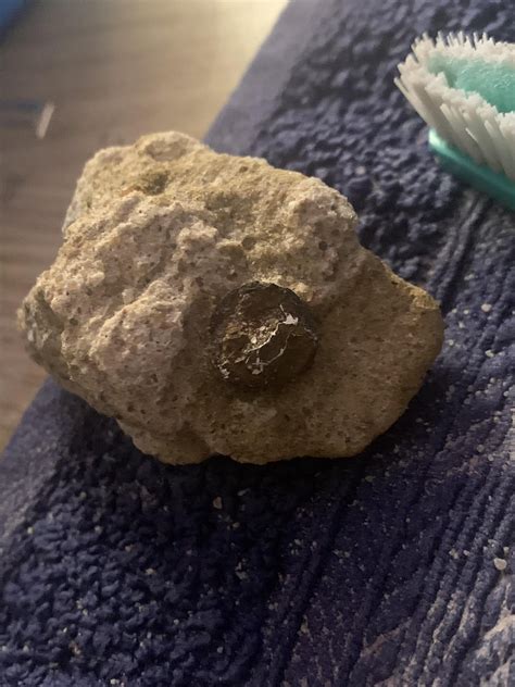 Can Anyone Help Me Identify This Fossil Im Not Sure If It Possible To Just Say More Than Its A