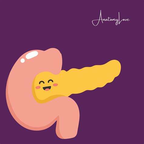 Duodenum And Pancreas Pancreas Endocrine Insulin