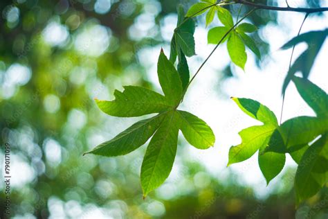 Visible Artifacts Usually In The Shape Of The Aperture Made By The