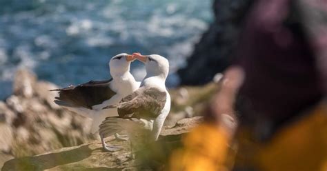Discover The Ultimate Water Wigglers For Bird Baths Top 5 Picks