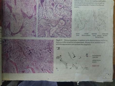 Advices For Clear Explanation Of Histology By U Kyin Medium