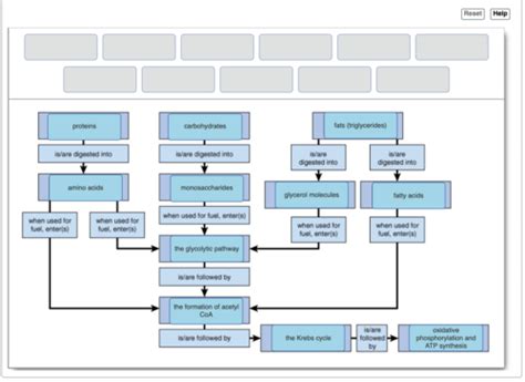 Mastering Biology Oxidative Phosphorylation Concept Map