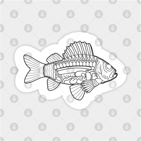 Fish Anatomy Ichthyology Line Drawing Fish Anatomy Magnet Teepublic
