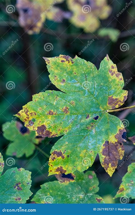 Big Green Leaf With Brown Spots Some Kind Of Disease Stock Image
