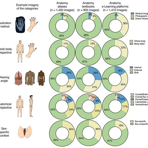The Unequal Representation Of Sexgender And Ethnicity In Anatomy