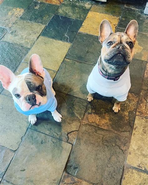 David Bourassa On Linkedin Nationalpetday