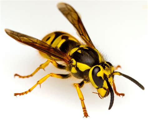 What Does A Queen Yellow Jacket Look Like At Dakota Bunce Blog