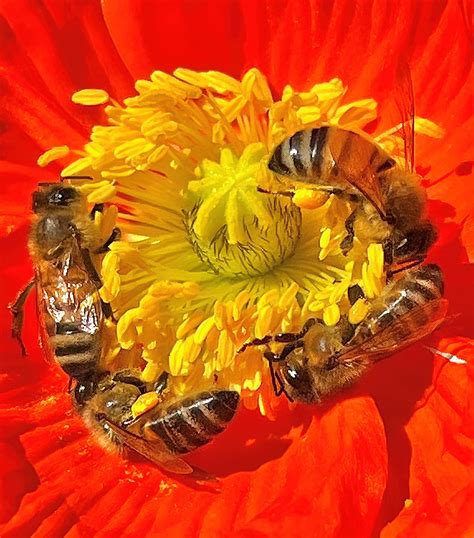 Apis Mellifera On Poppy Ausemade