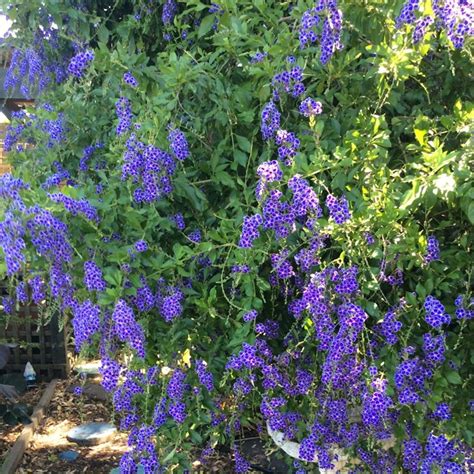 Purple Duranta Sky Flower Duranta Repens 20 Seeds