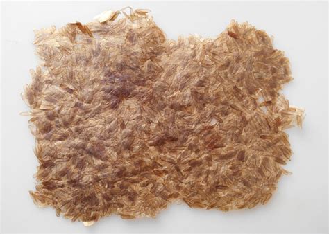 Coleoptera Plastic Made Of Beetles By Aagje Hoekstra