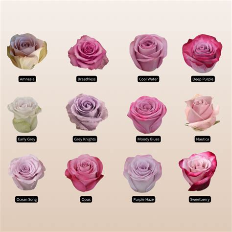 Best 13 Rose Varieties According To Color Artofit