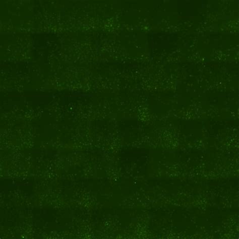 Un Stitching Nd2 Large Image Scans And Fixing Mosaic Background Uneven Illumination Image