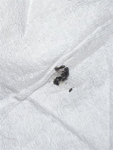 Is This A Bedbug Rbedbugs