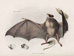 Bat South America By John Pardon Premium Art Reproduction