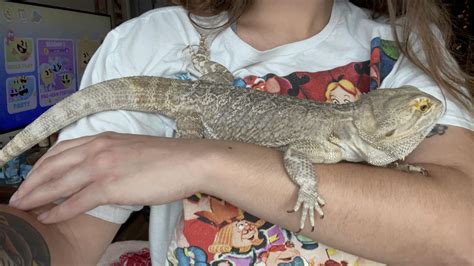 Appa 💛 R Beardeddragons