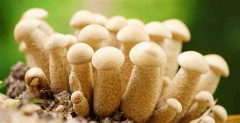 Penis Envy Mushroom Effects Benefits Risks And History
