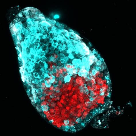 Inheritance Of Information In Proteins Guard Cell Identify And Stem