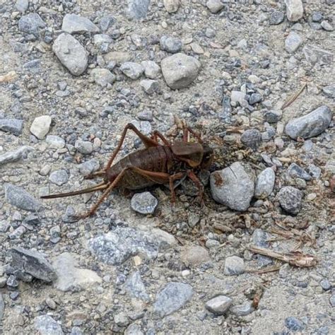Mormon Cricket Anabrus Simplex Insect Identification Guide Habitat