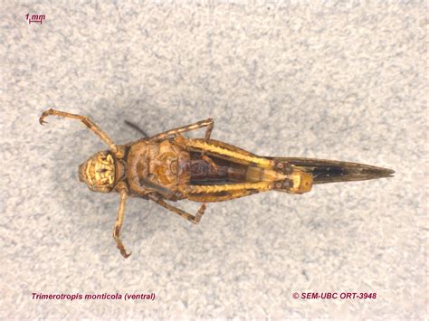 Trimerotropis