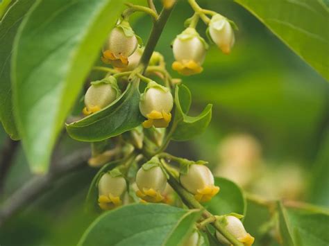 Persimmon Tree Flowers Beauty Pollination And Fruit Minneopa Orchards