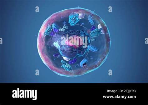 Seamless Rotation Of The Components Of An Eukaryotic Cell Nucleus And Organelles And Plasma
