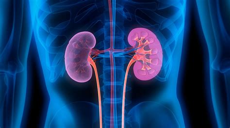 27 Facts About Nephrology