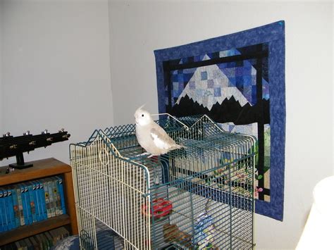 Ditto Our New Cockatiel Floodllama Flickr