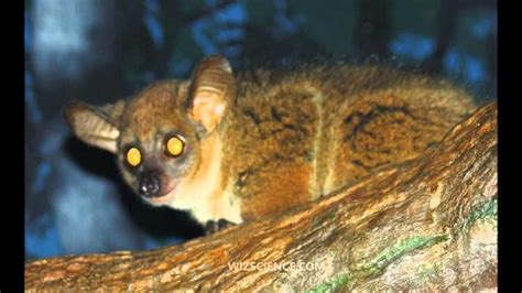 Prosimian Alchetron The Free Social Encyclopedia