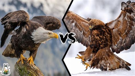 Can A Bald Eagle Kill A Golden Eagle At Heather Richards Blog